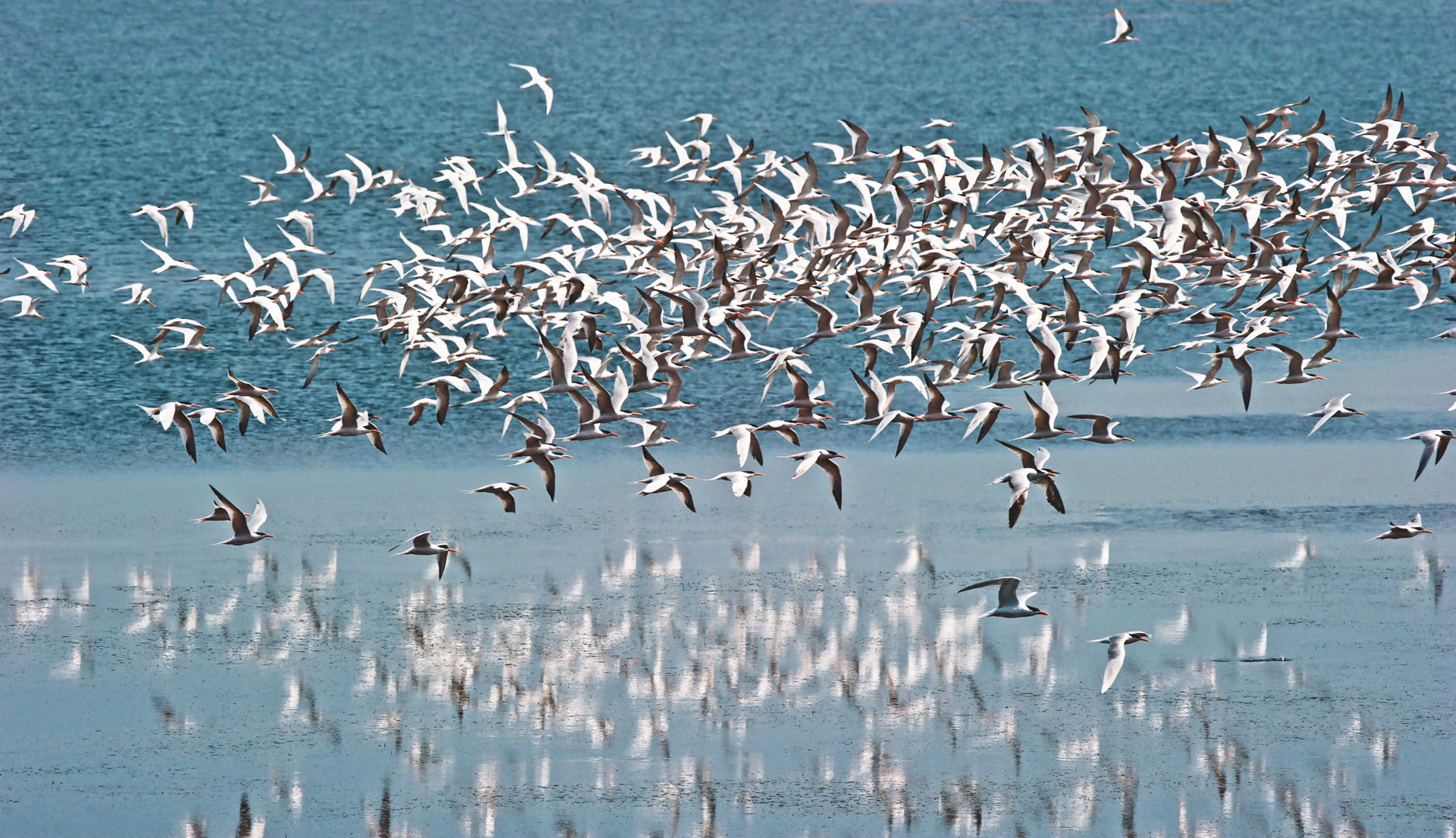 The secret world of Migratory Birds