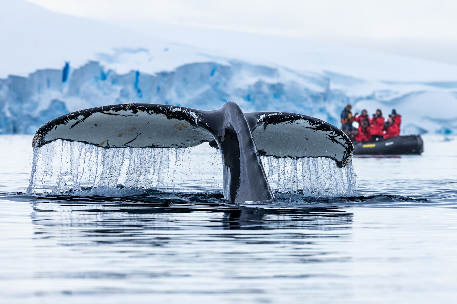 An Immersive Guide to Polar Expeditions
