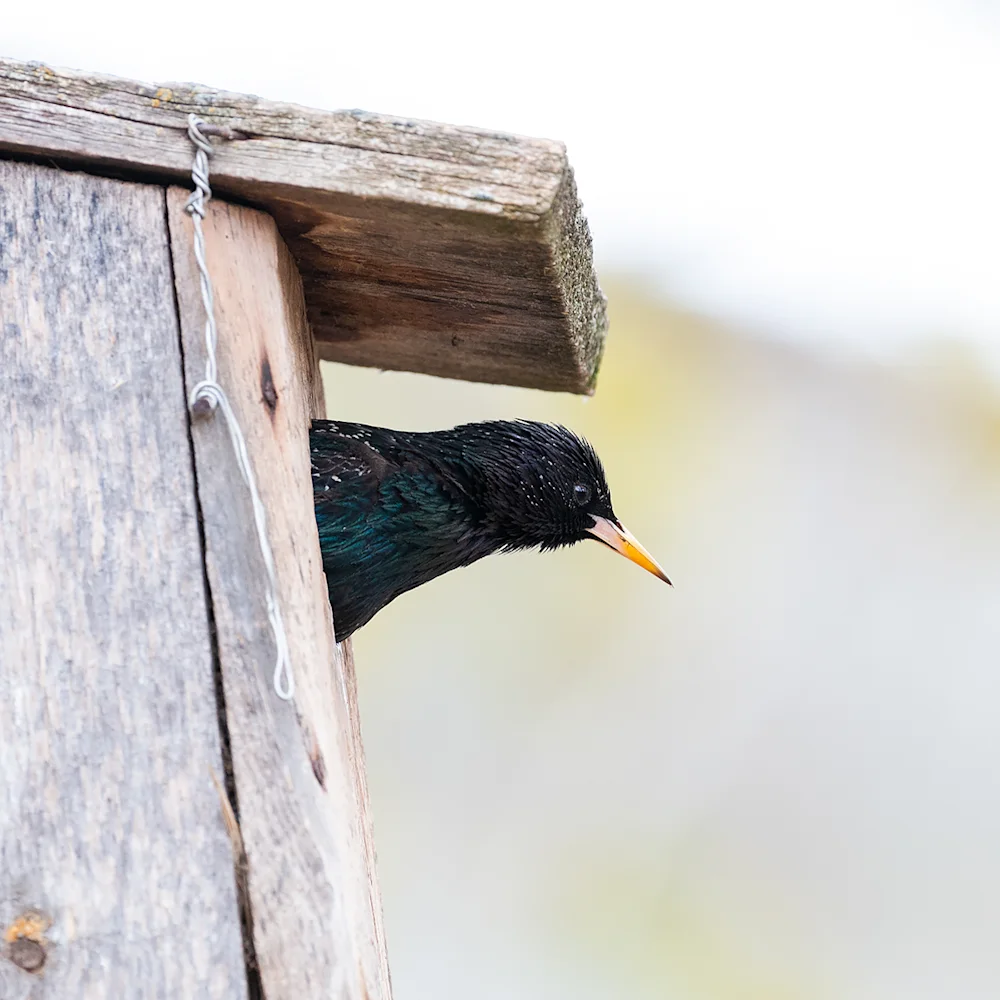 Garden Birding