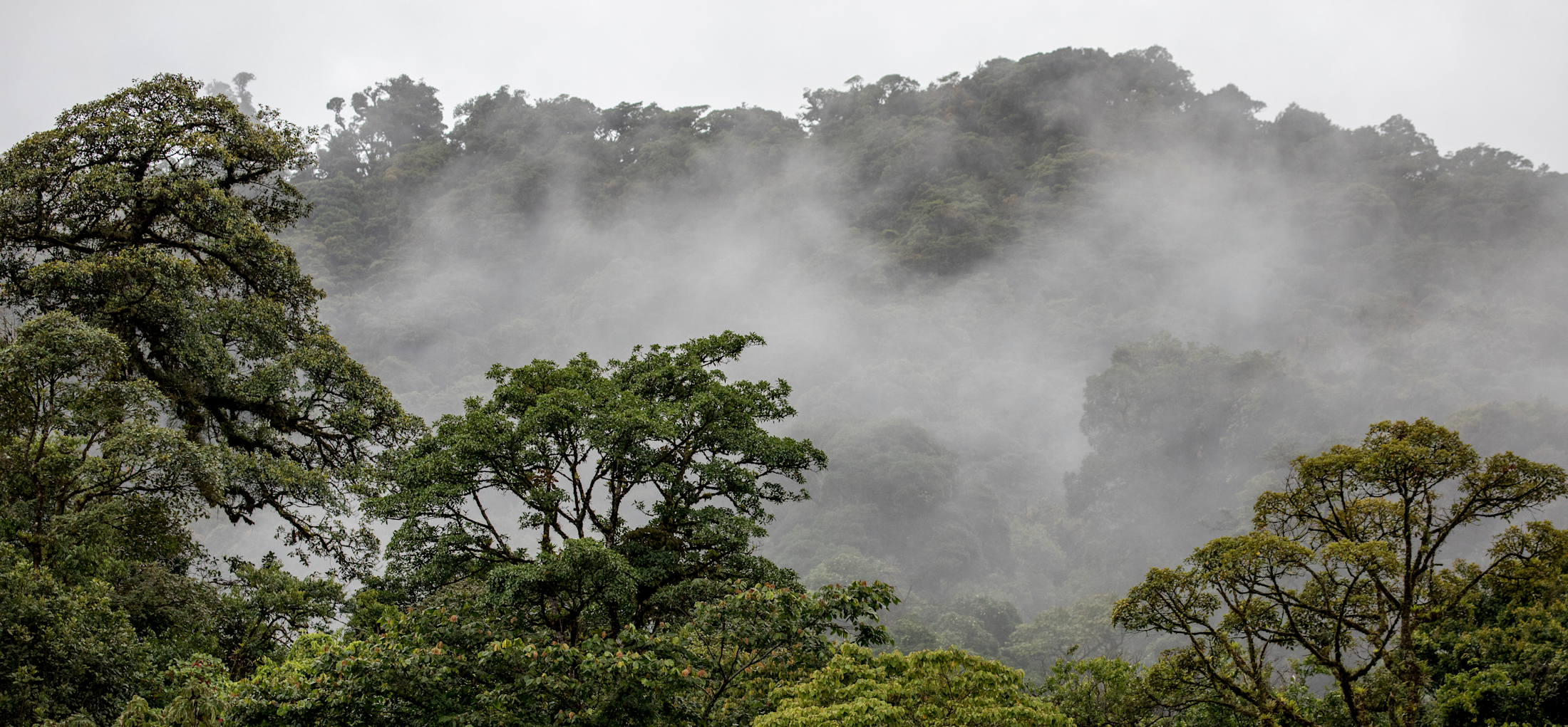 Birding in Costa Rica with the AX Visio