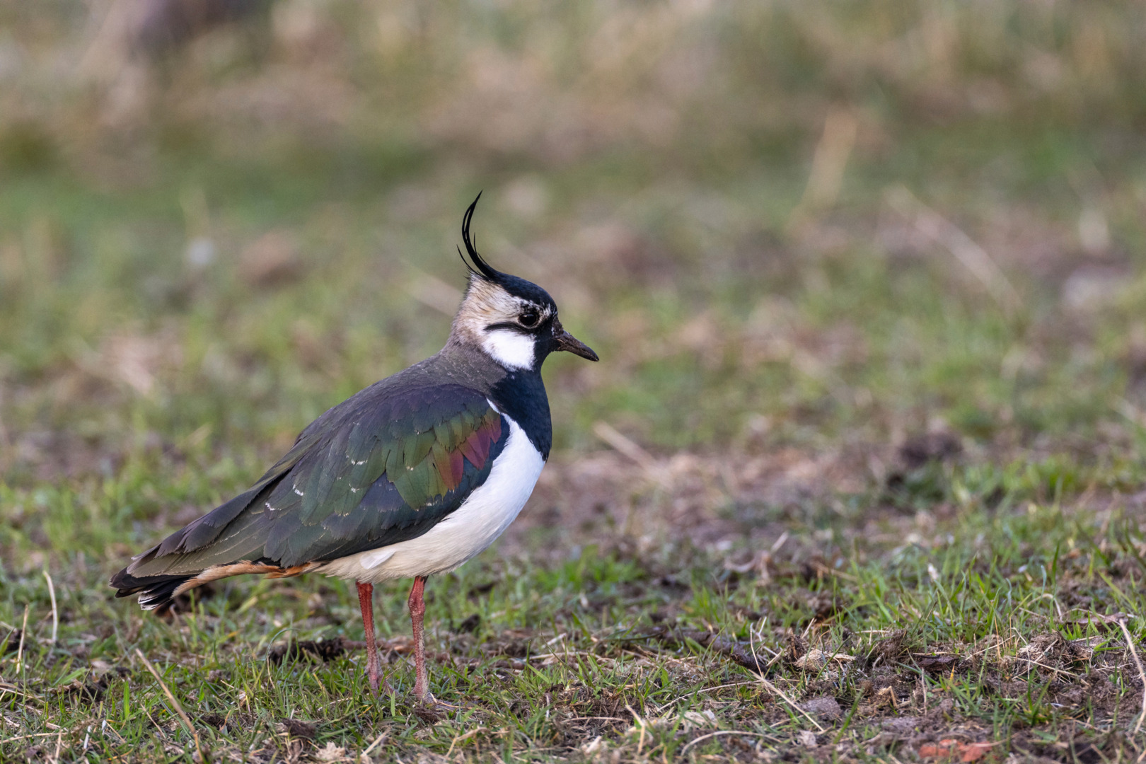 Meet our female team for the Swiss Bird Race 2025