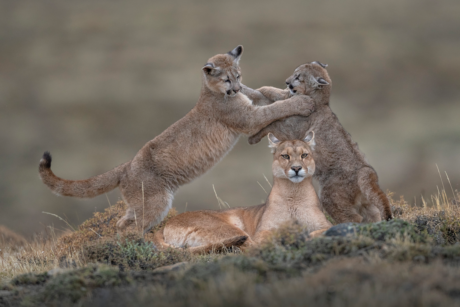 Wild pumas
