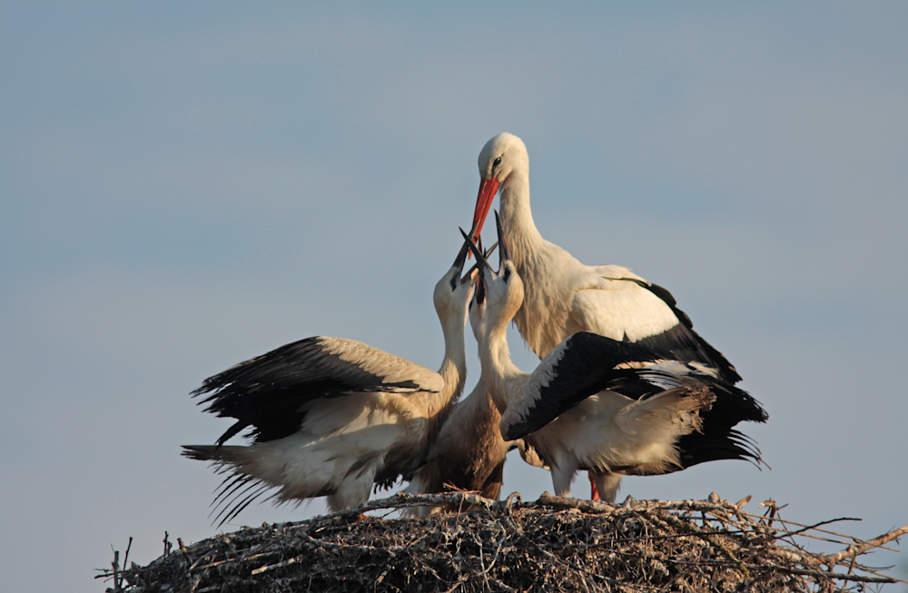 The international bird airport at Zwin Nature Park