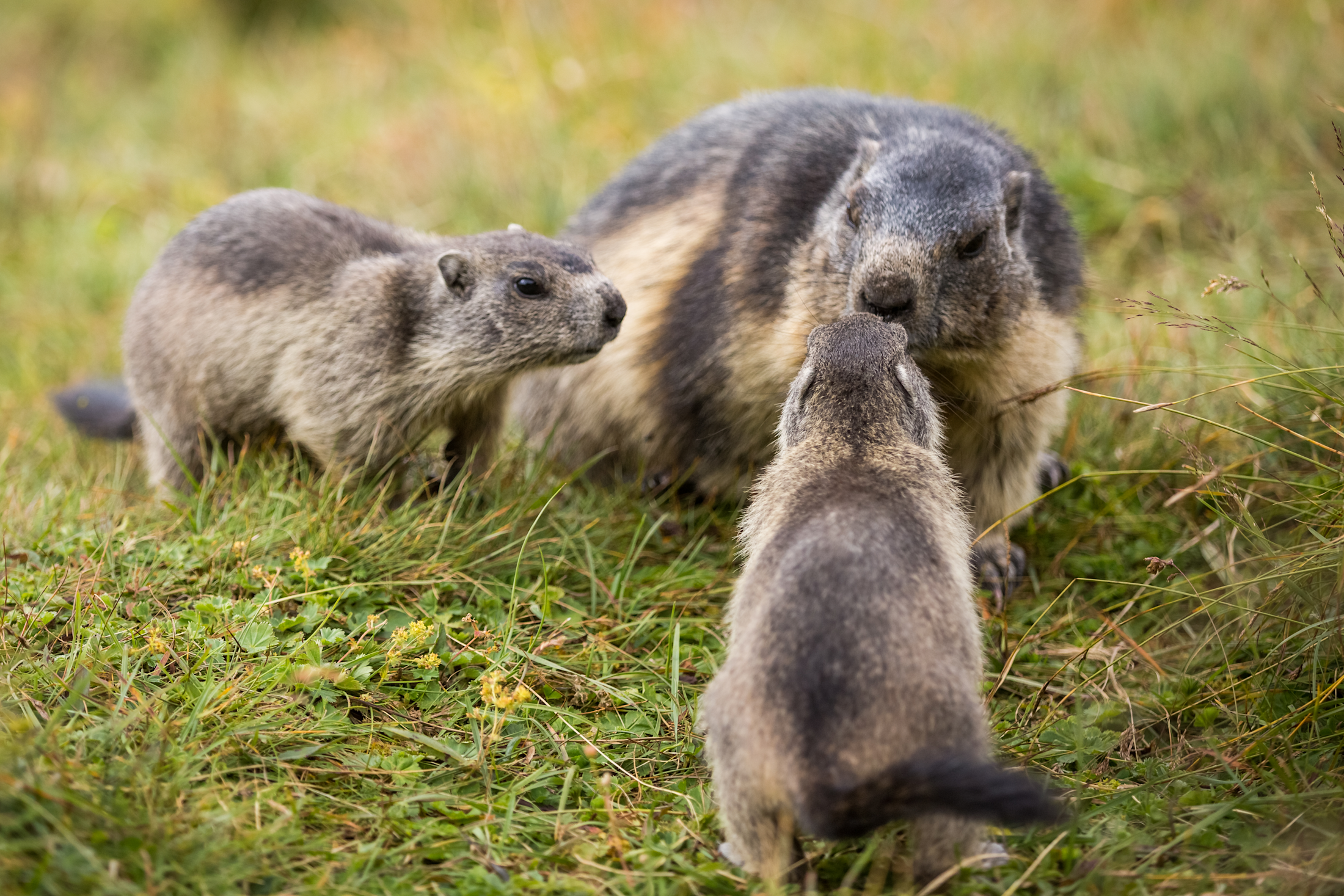 Searching for the Big 5 of the Alps