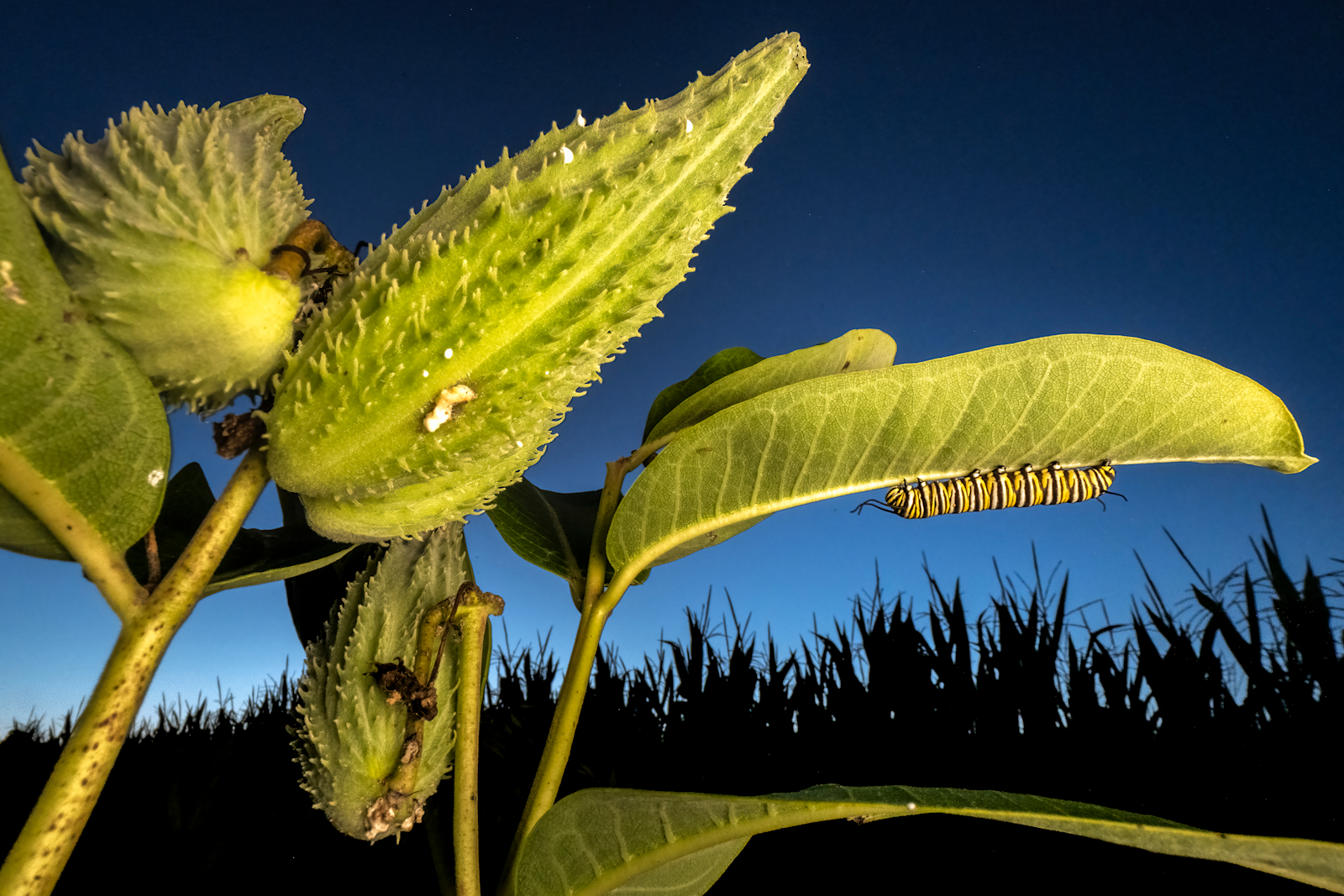 Protecting North America’s most beloved insect