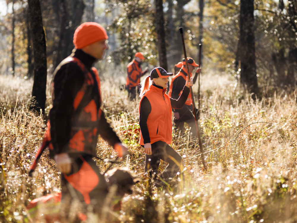 Hunting wild boar in Sweden