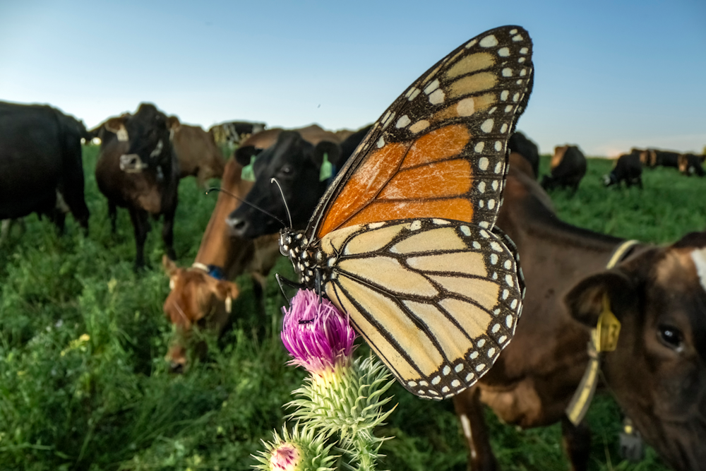 Protecting North America’s most beloved insect