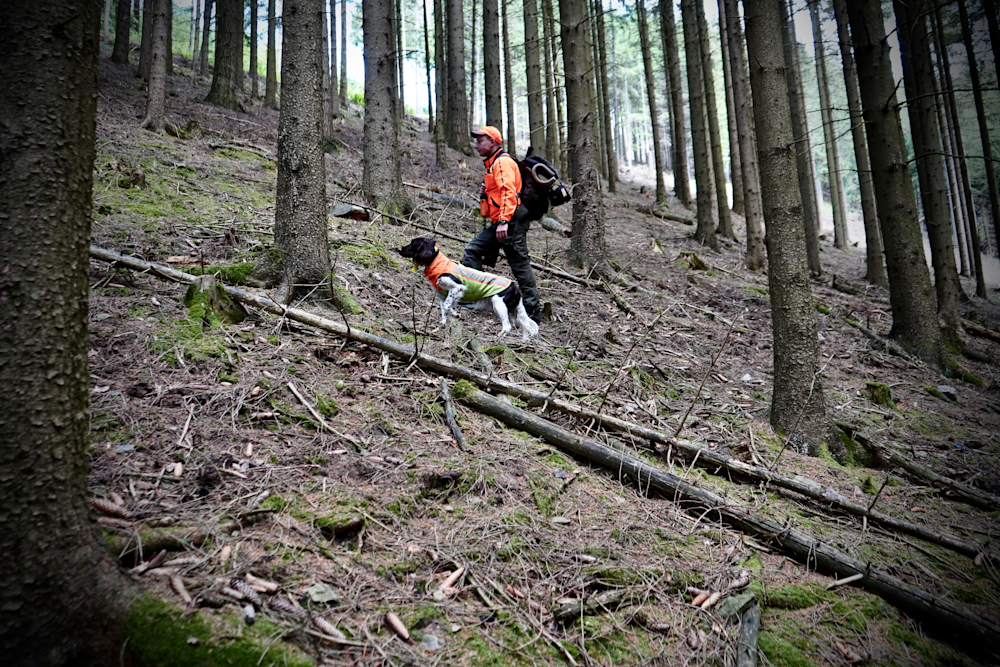 Driven hunting