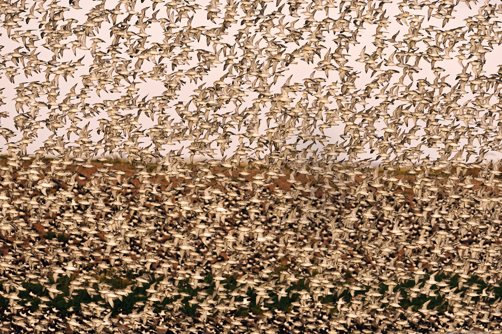 The secret world of Migratory Birds