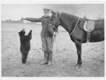 Mix and match — Anzac mascot animals