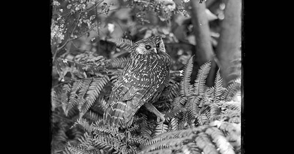 Last of the laughing owls | National Library of New Zealand