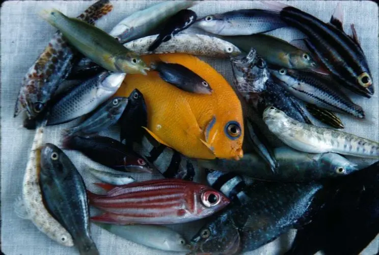 Pictorial | National Library of New Zealand