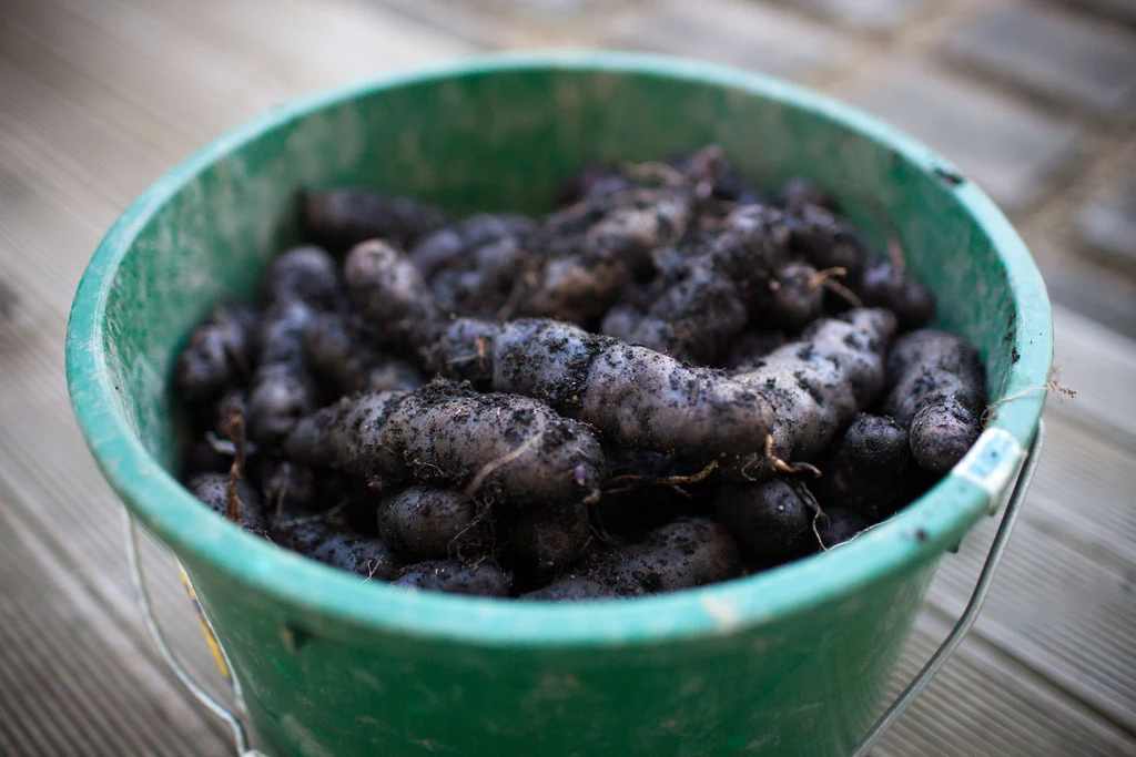 Rauwaru: The Proverbial Garden Ngaweri; Māori Root Vegetables: Their ...