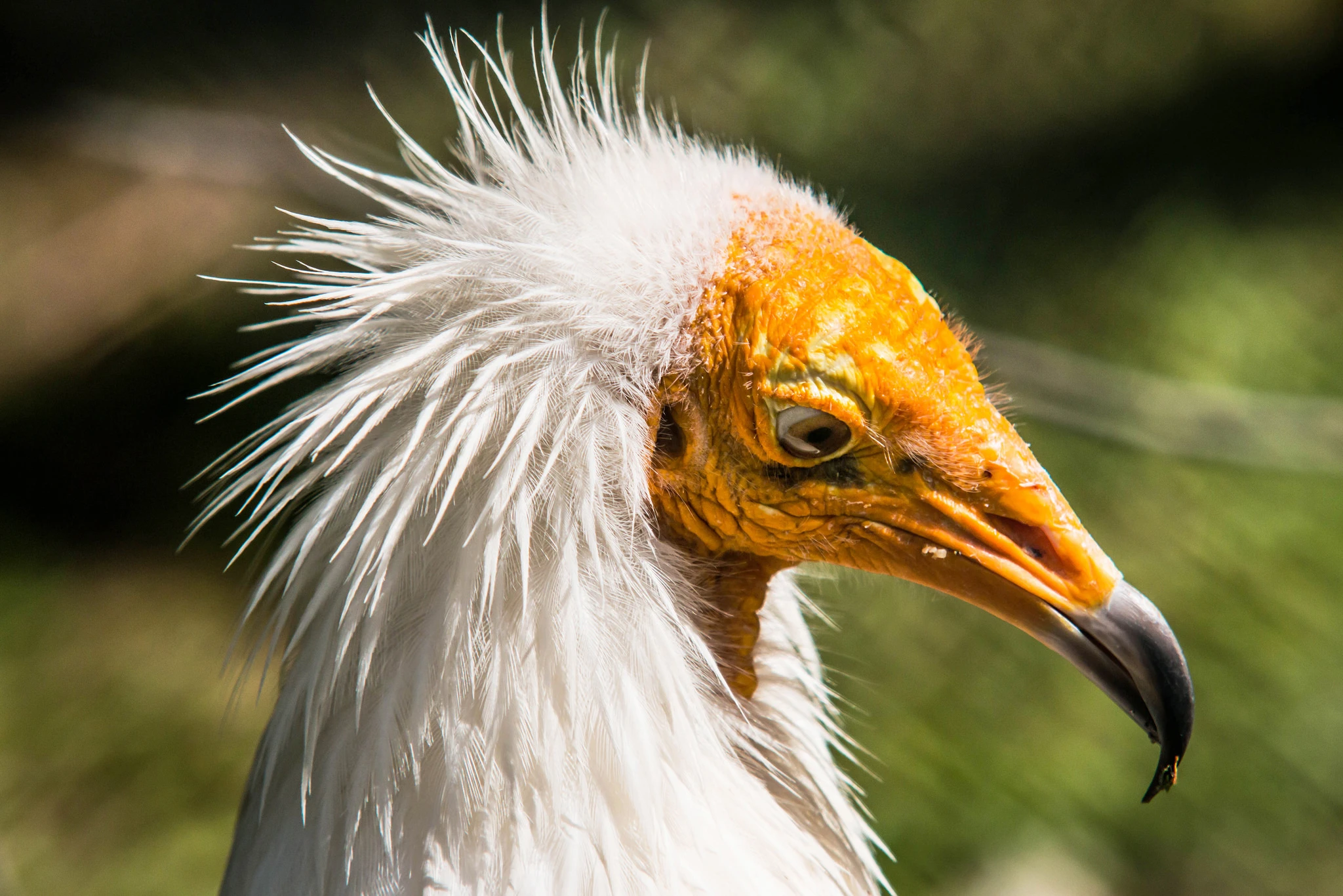 Creature features: 25 animals explain why they look the way they do by ...