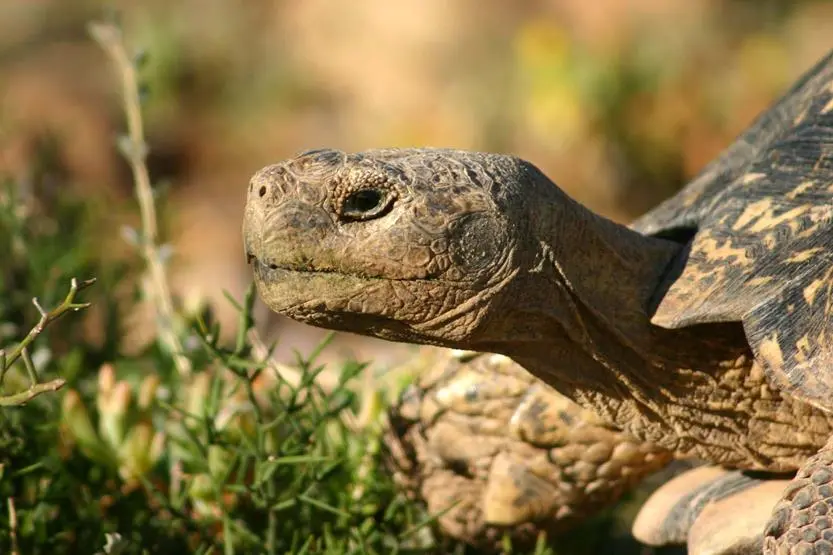 The tale of Torty, a venerable Anzac veteran | National Library of New ...