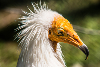 Creature features: 25 animals explain why they look the way they do by ...