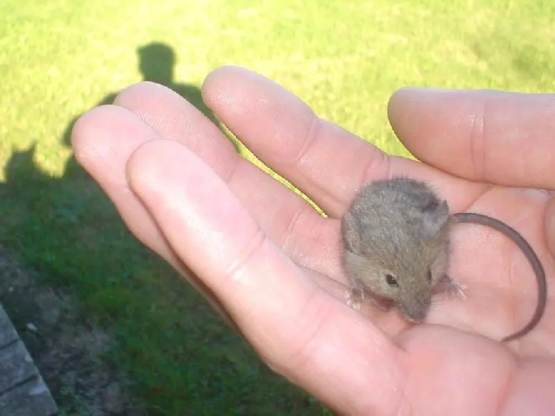 Mouse Bird Snake Wolf by David Almond | National Library of New Zealand