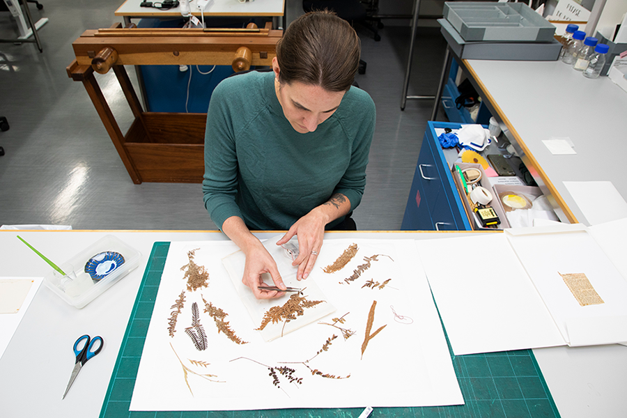 Off the record | Rehousing Colenso’s plants | National Library of New ...