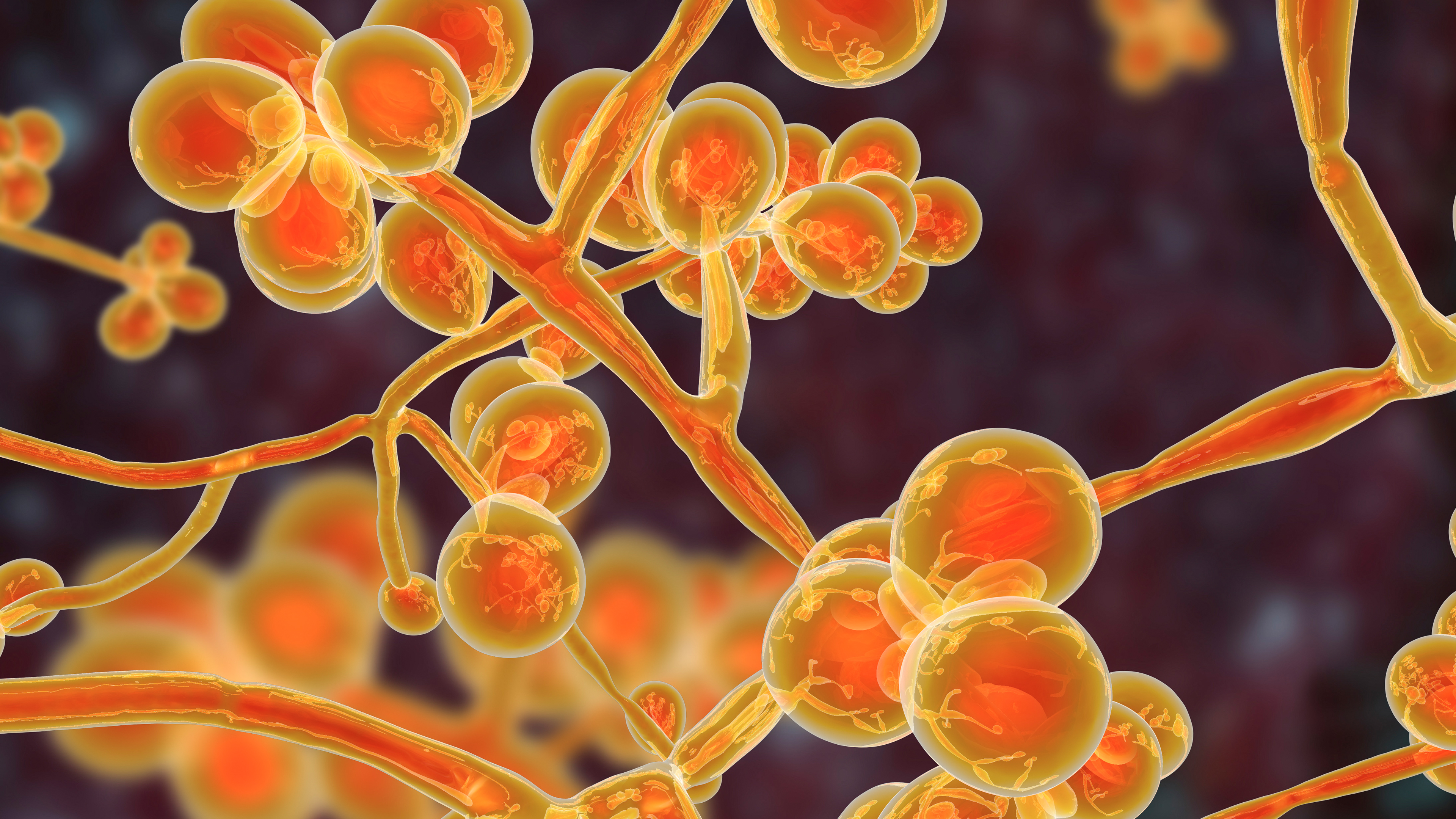 What Is the Super Fungus Going Around? | Sharp HealthCare