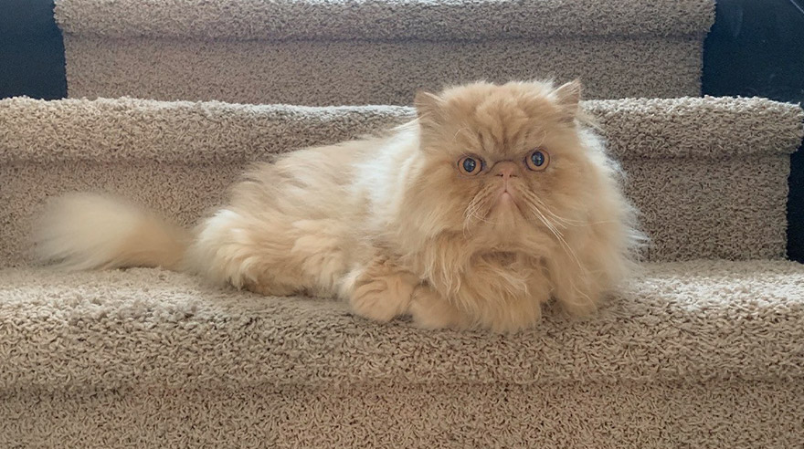 What are the Health Benefits of Having a Cat? | Sharp HealthCare