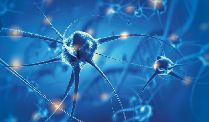 ¿Cómo funcionan los nervios y el sistema nervioso?