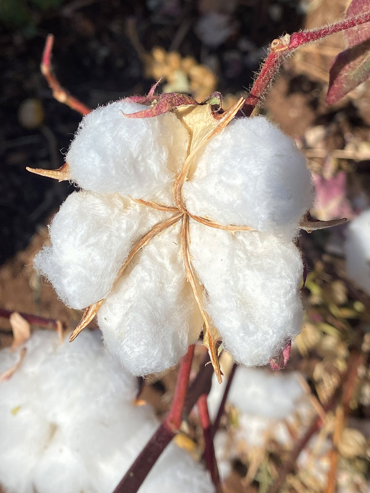 Better Cotton: Farm to Thread | UO Culture