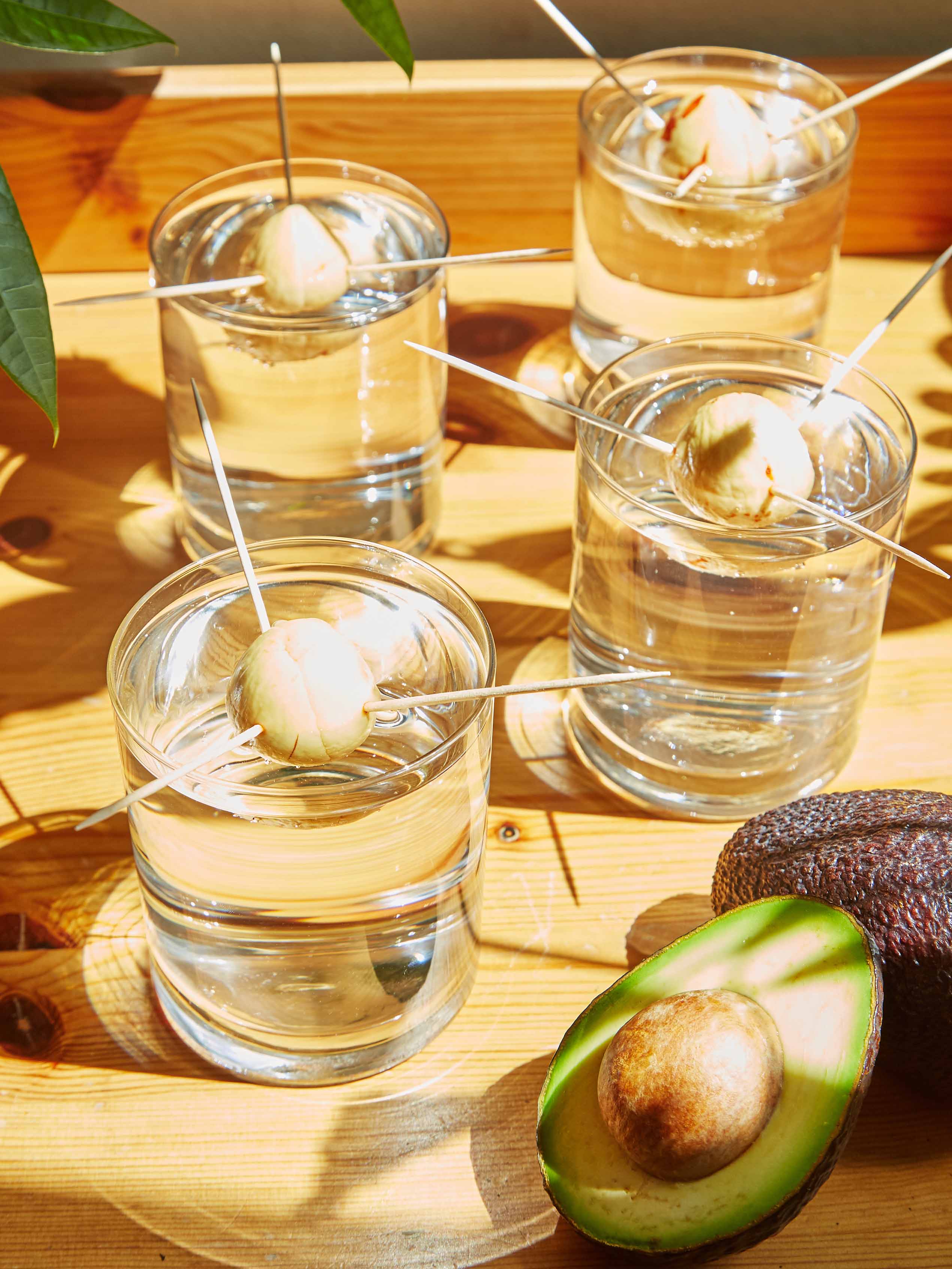 Grow Your Own Avocado Plant | UO Culture