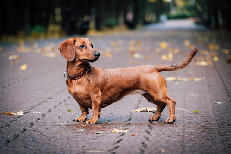 Compare Dachshund pet insurance from £4.66