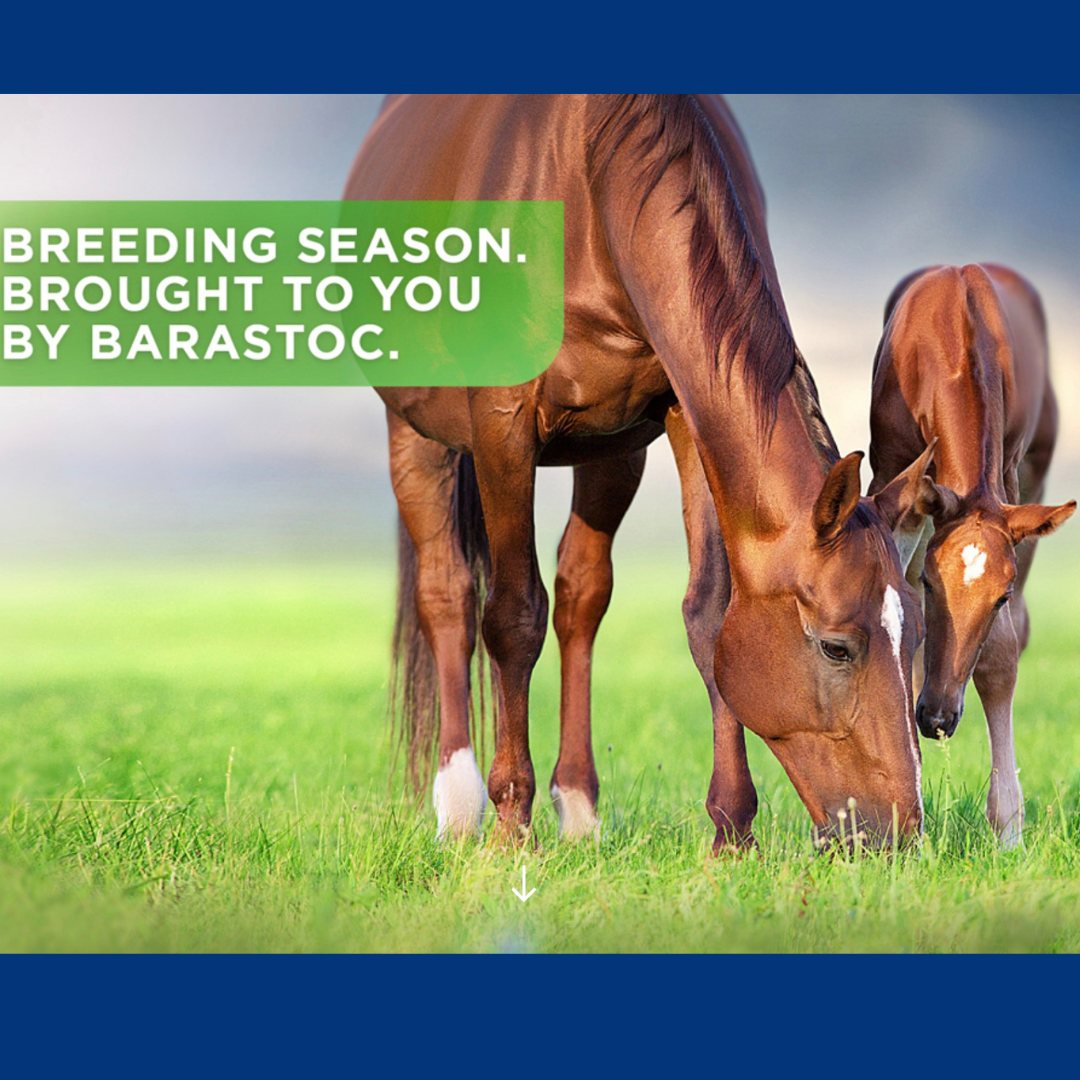 Barastoc | Breeding & Stud