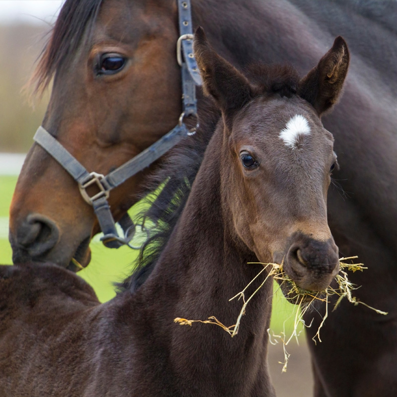 Barastoc | Foal care