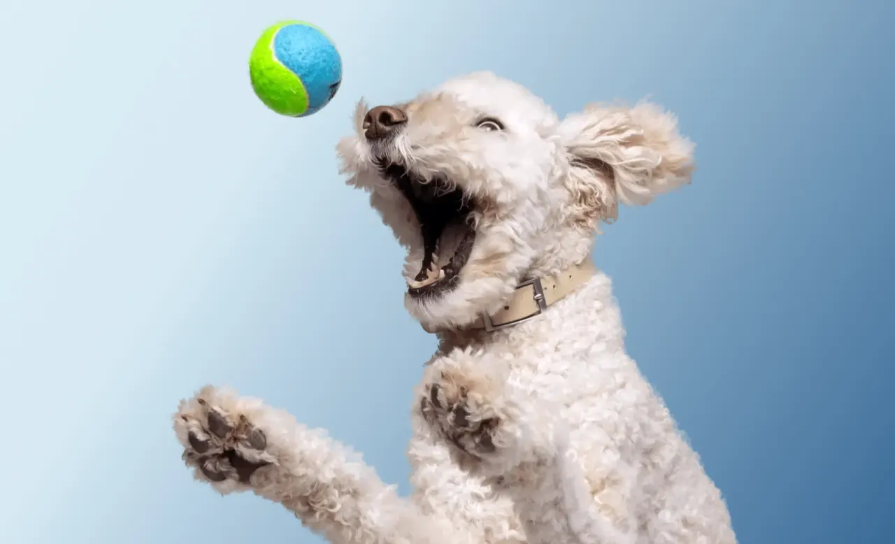 Embrace Pet Insurance Reviews: Is It Right for Your Pet?
