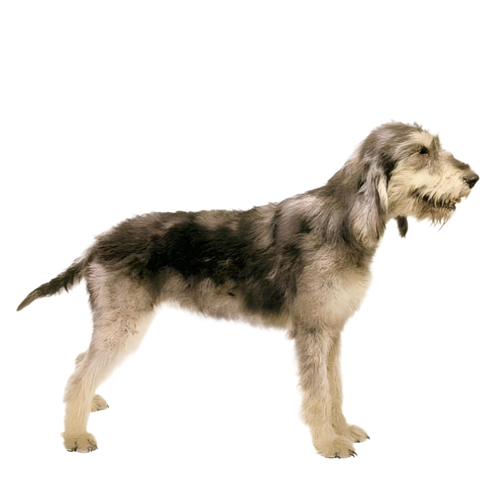 Griffon Nivernais Griffon Nivernais Welpen Kaufen Welpe.de