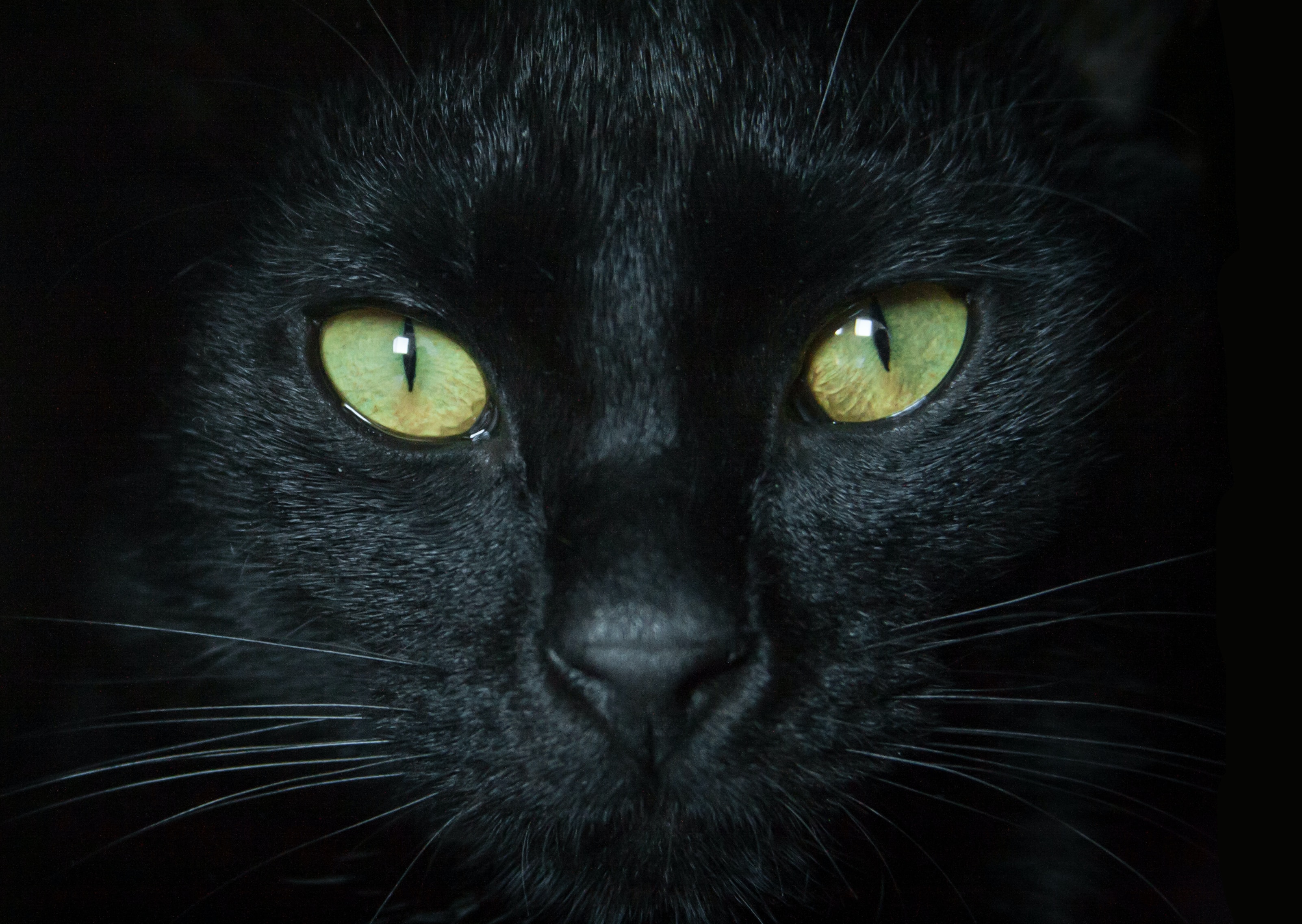 Exploring Feline Eye Colors: Genetics, Variations, and Care