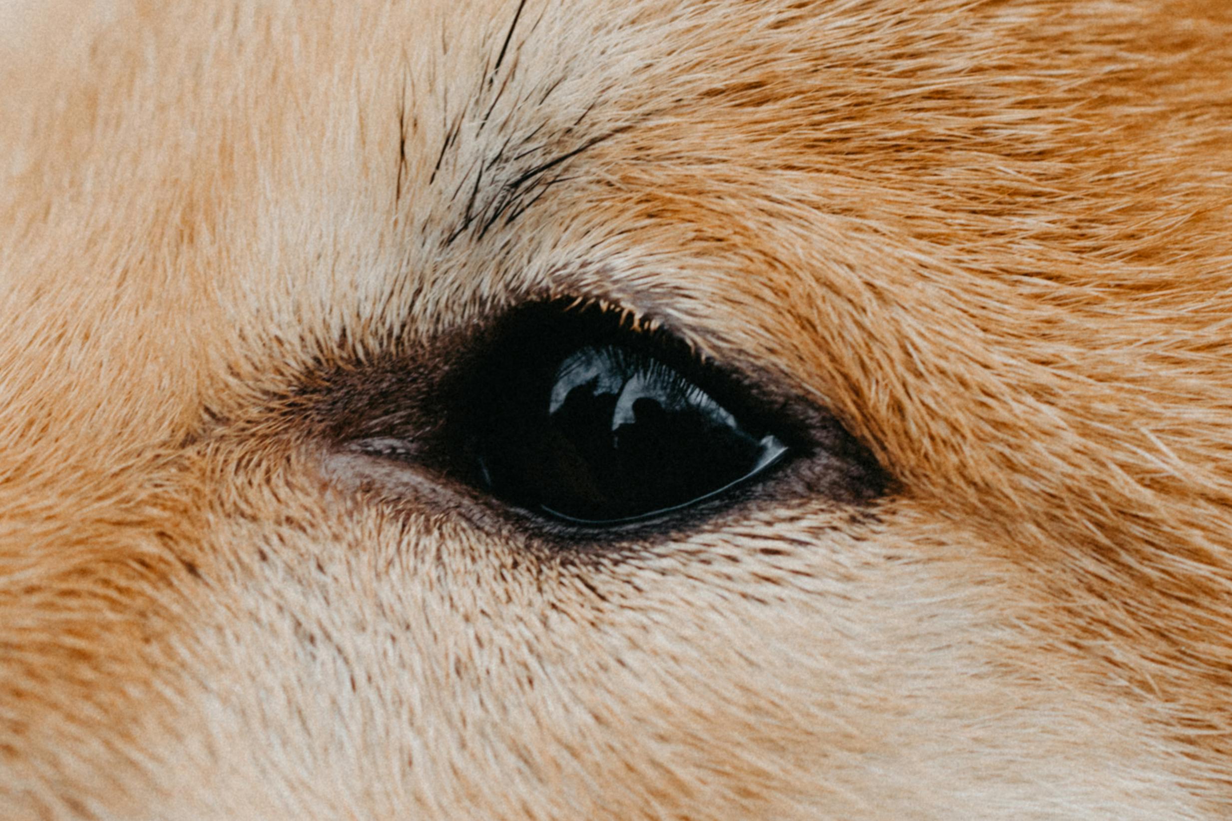 Dog Eye Infection: Causes, Symptoms, Treatment & Prevention