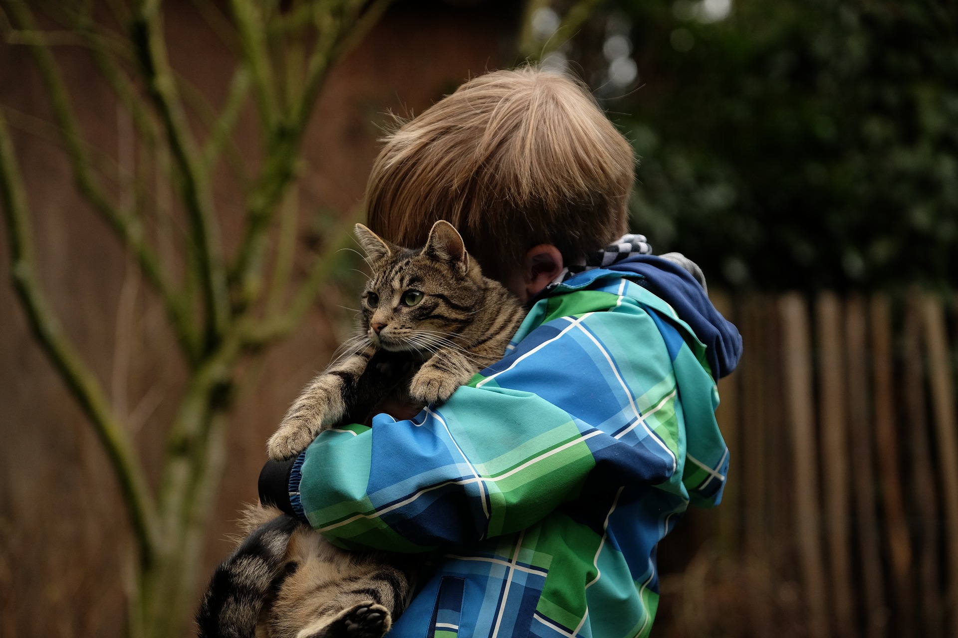 Do Cats Love Hugging?