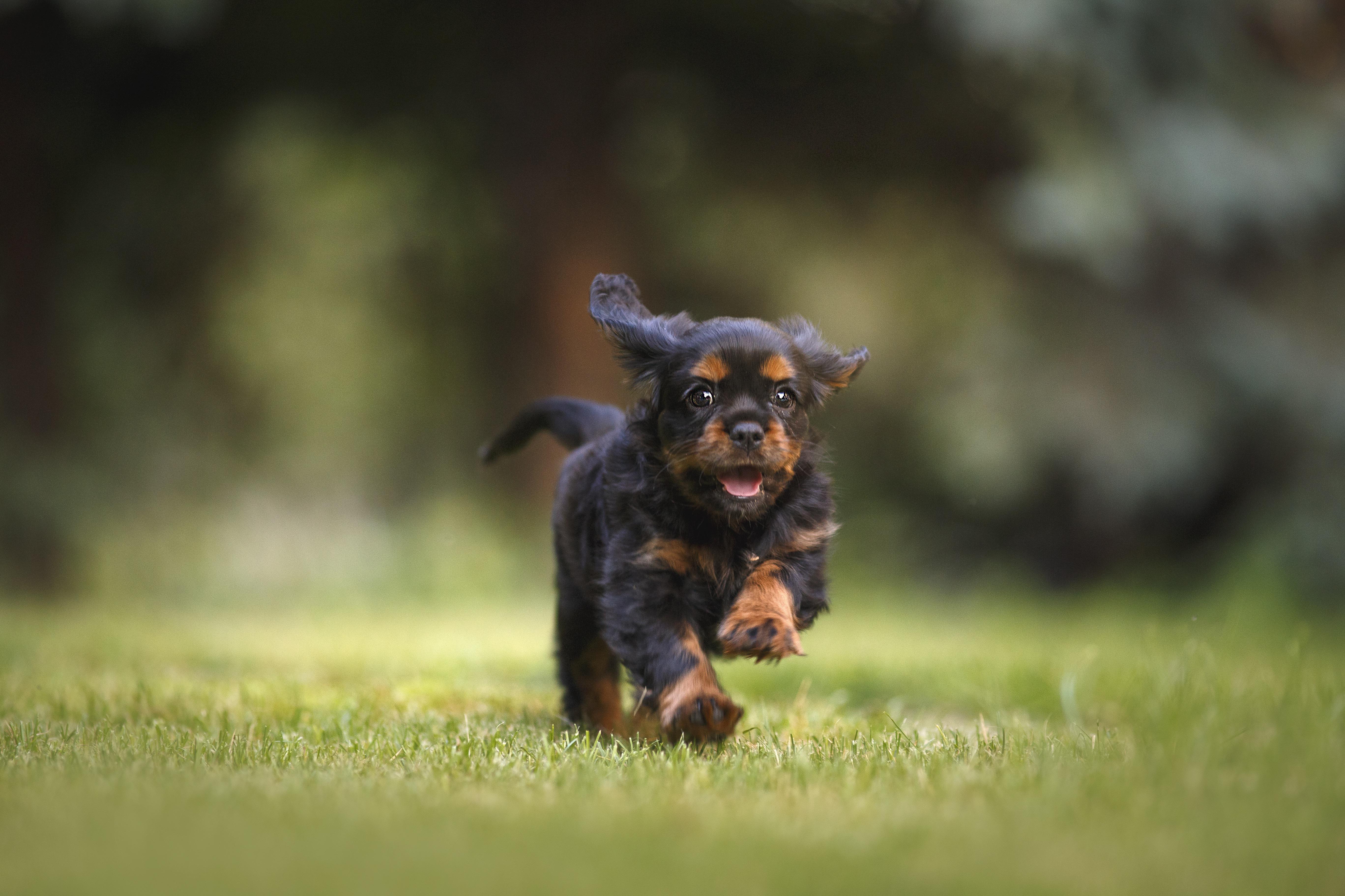 The Most Expensive Dogs: Prices & Health Costs
