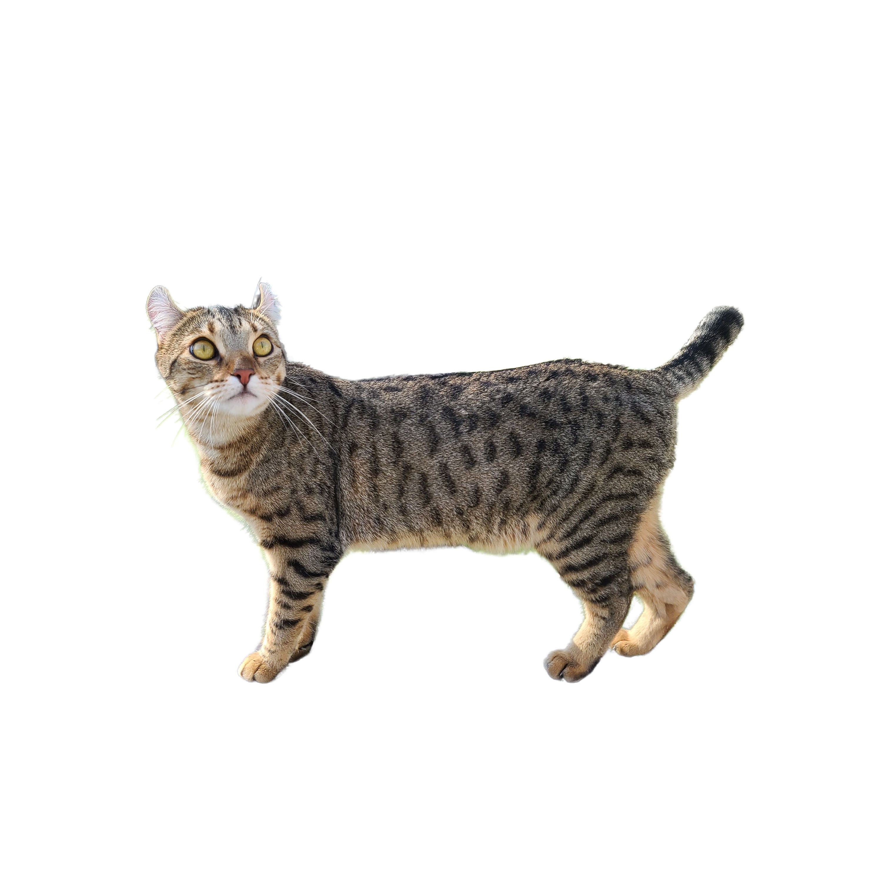 Highlander Cat Breed Information | Highlander Cat Characteristics ...