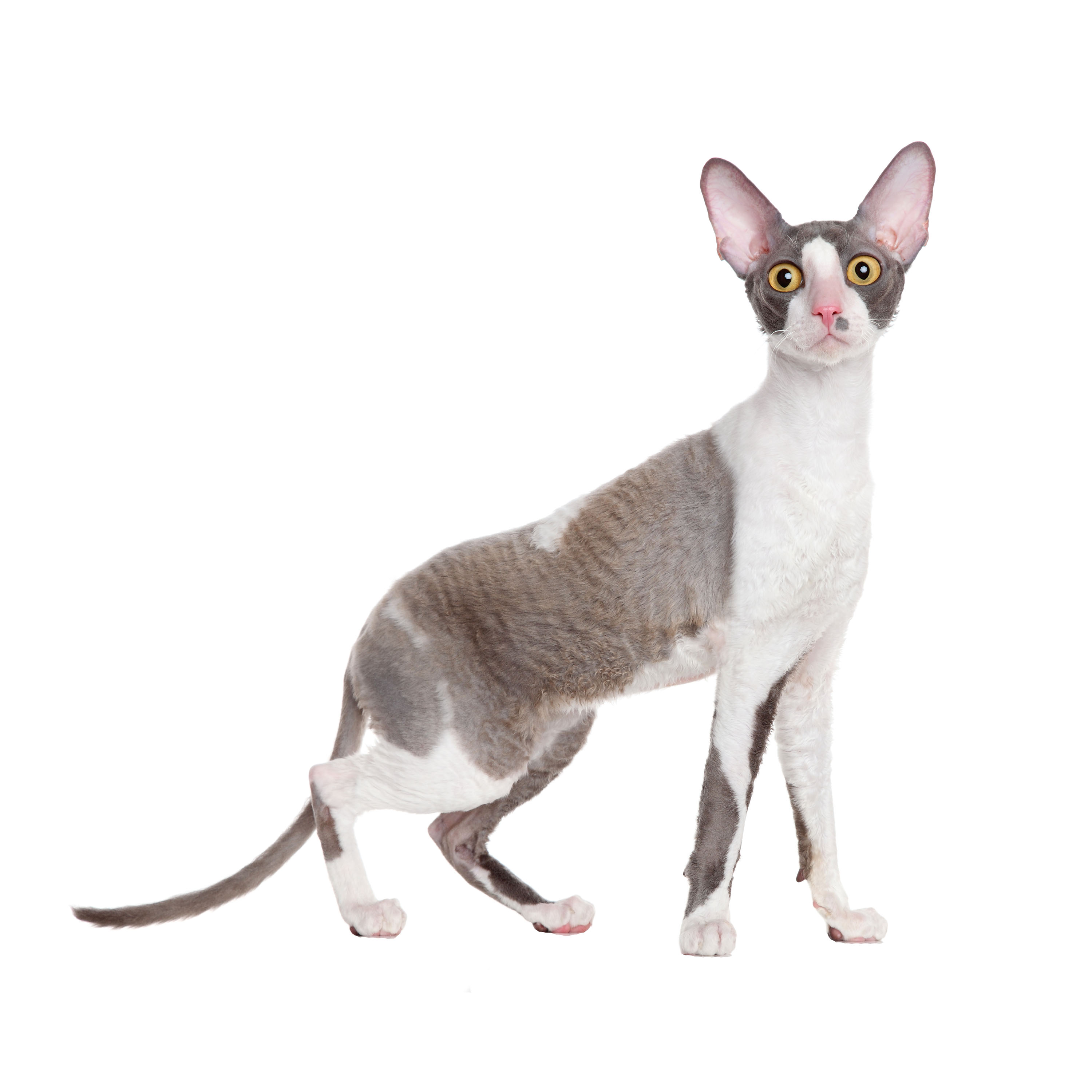 Cornish Rex Cat Breed Information | Cornish Rex Cat Characteristics ...