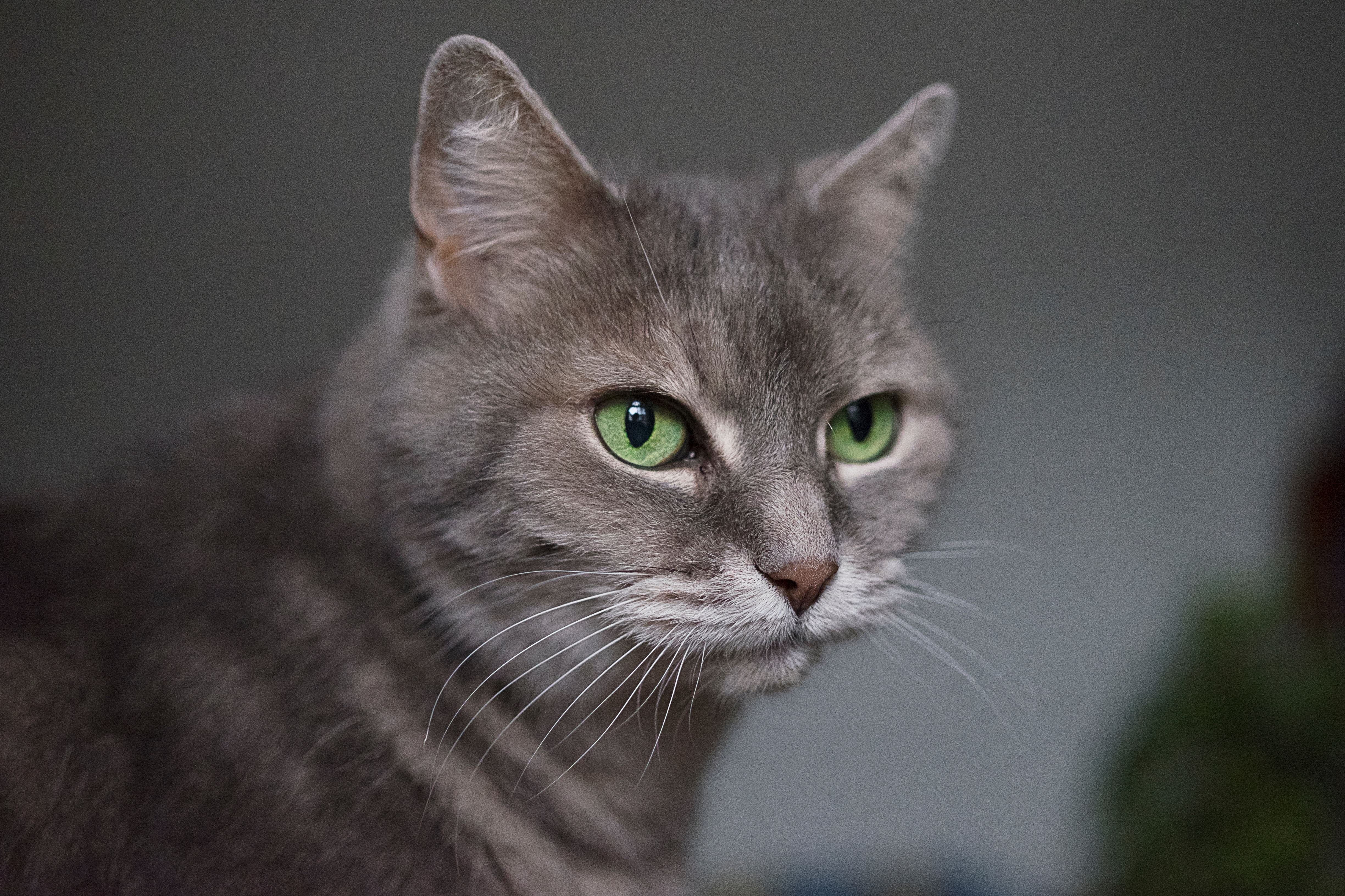 Methemoglobinemia Symptoms In Cats