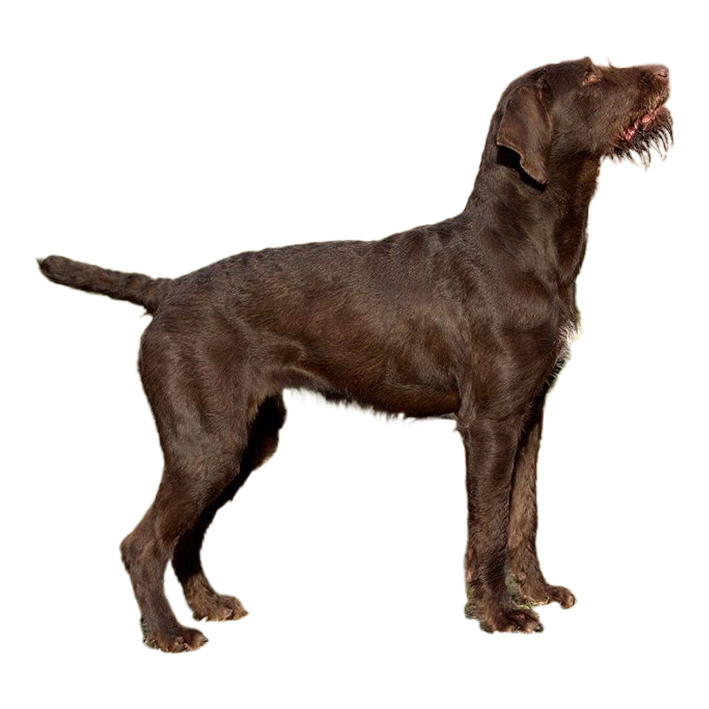 Son Pudelpointers Agresivos