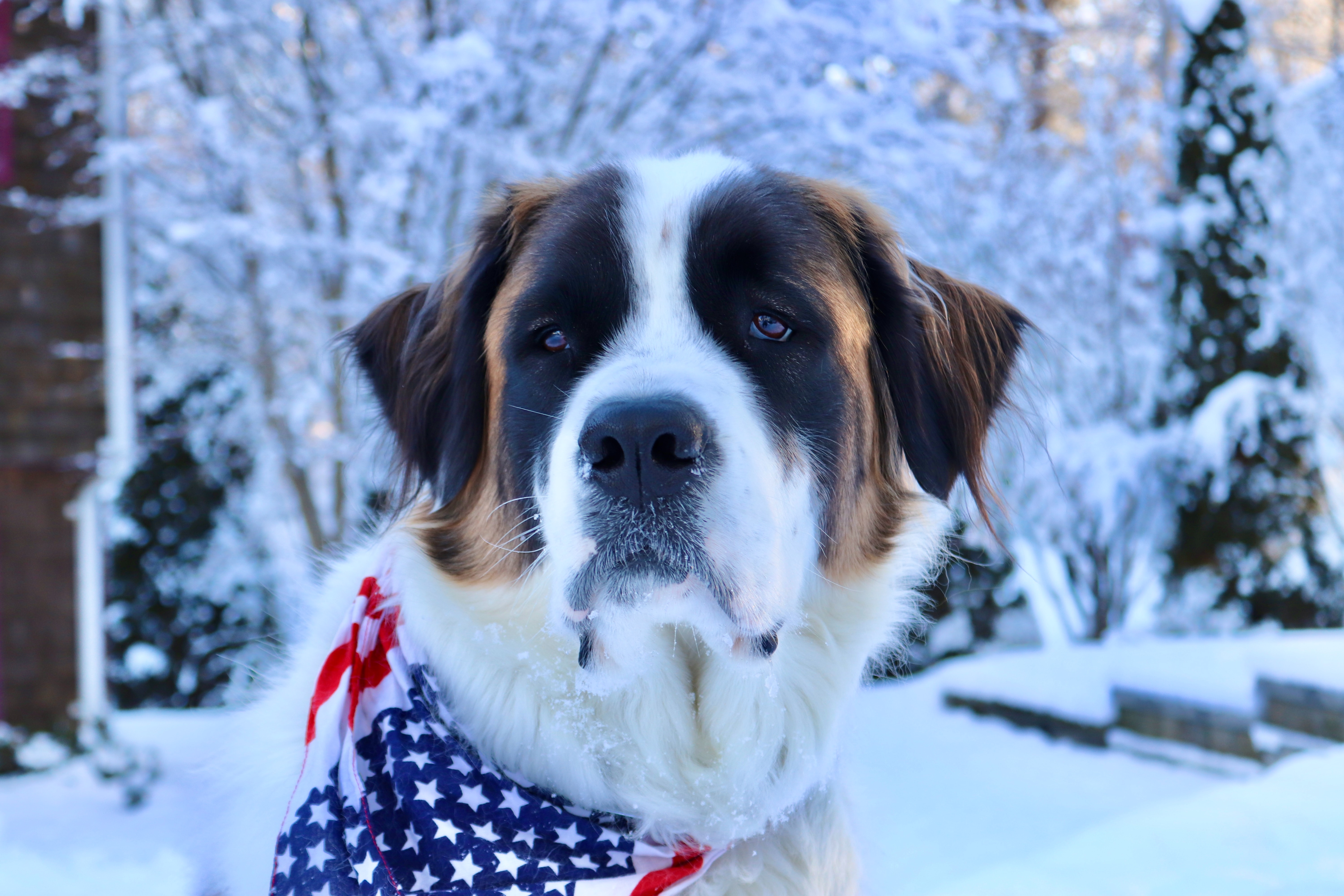 What Breed of Dog is Beethoven?
