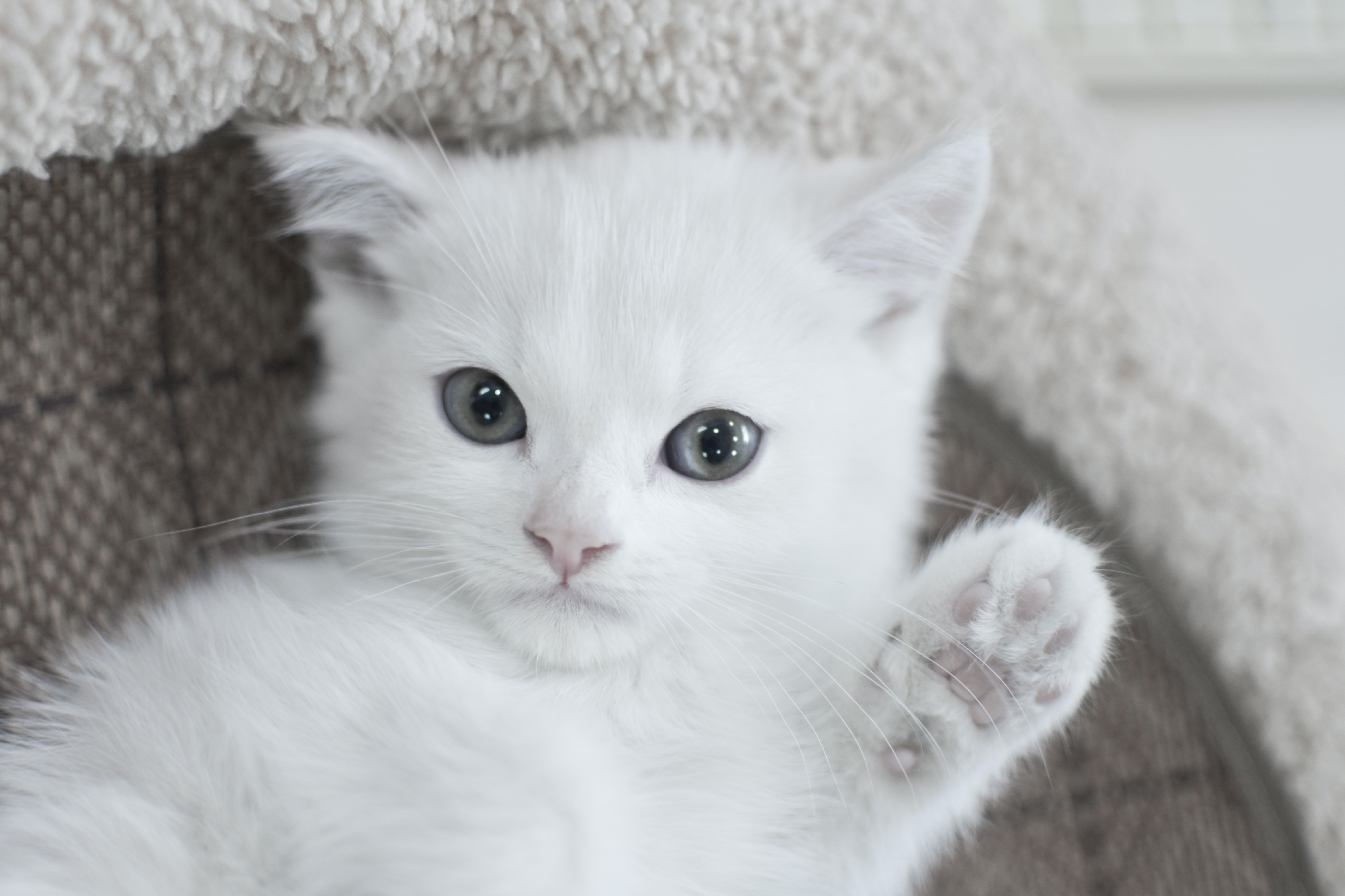 Why Are Cats So Cute: 🐈Factors Behind Feline Cuteness