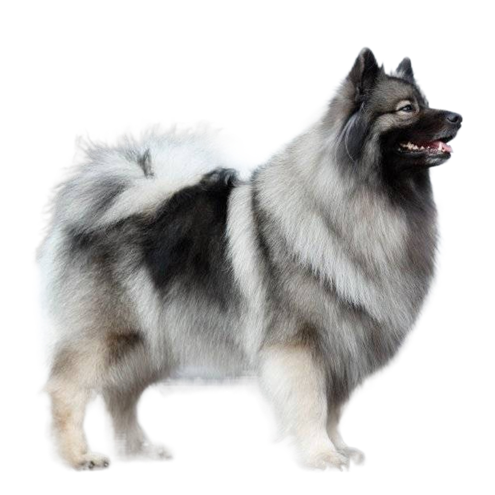 Keeshond History Personality Appearance Health And Pictures