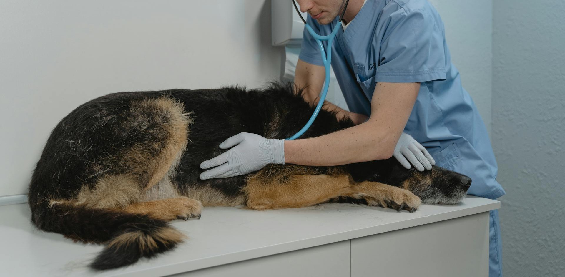 Blood in Dog Stool: Causes, Symptoms, and Treatment