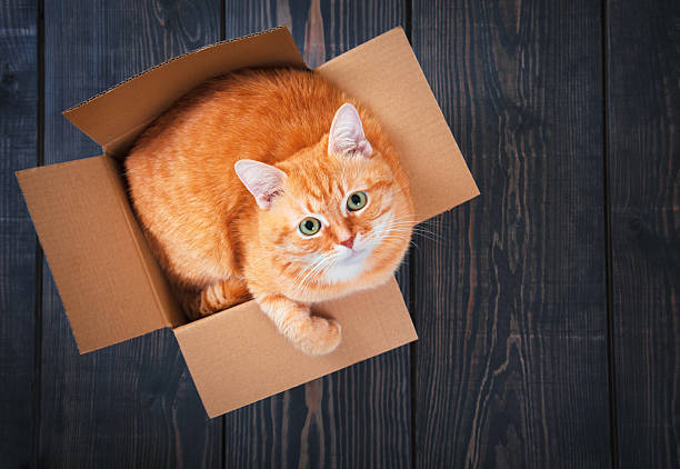 Why Do Cats Like to Sit in Boxes?