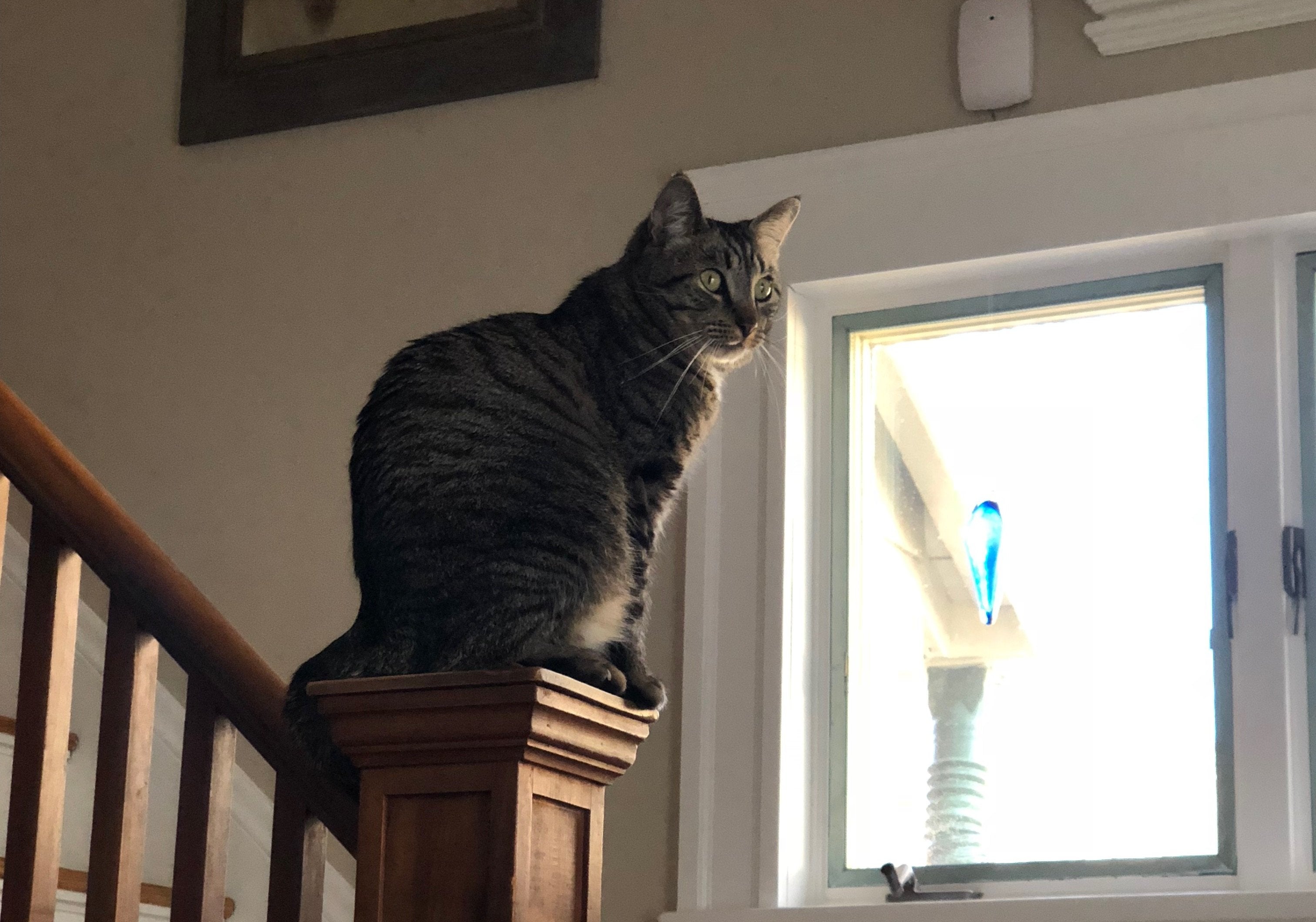 Basepaws Cat Clark | BASEPAWS | Basepaws Cat Story