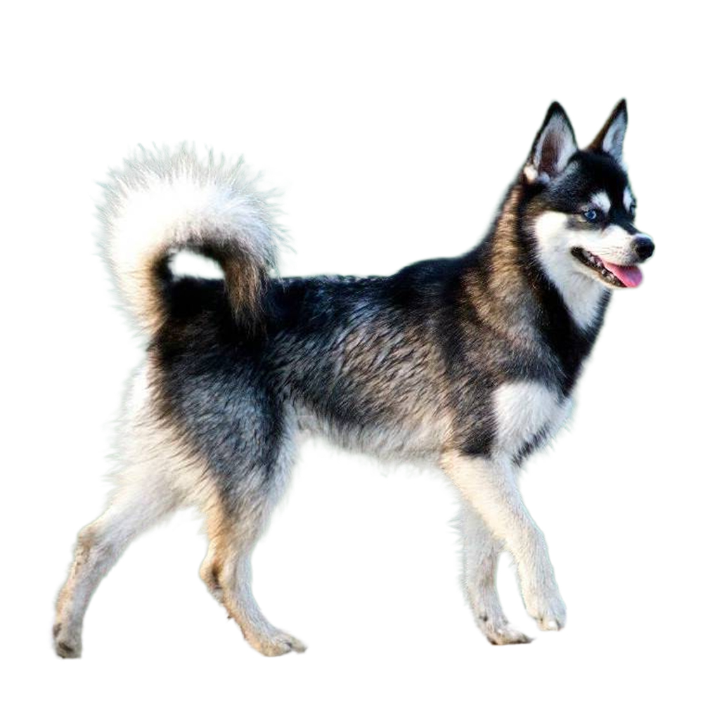 Alaskan Klee Kai Breed Info