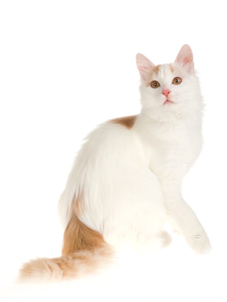 Turkish Van Breed Information | Turkish Van Characteristics, Grooming ...