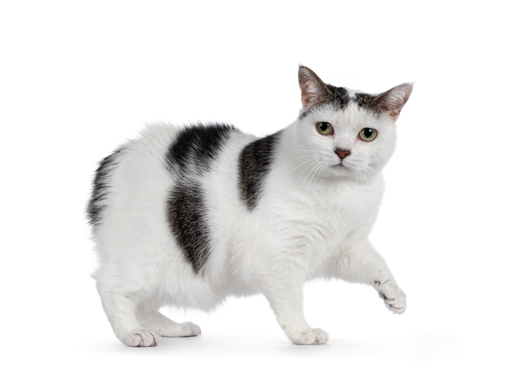 Manx Cat Breed Information | Manx Characteristics, Grooming ...