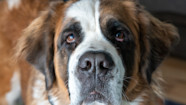 Beethoven Dog Movie Beethoven Dog Movie